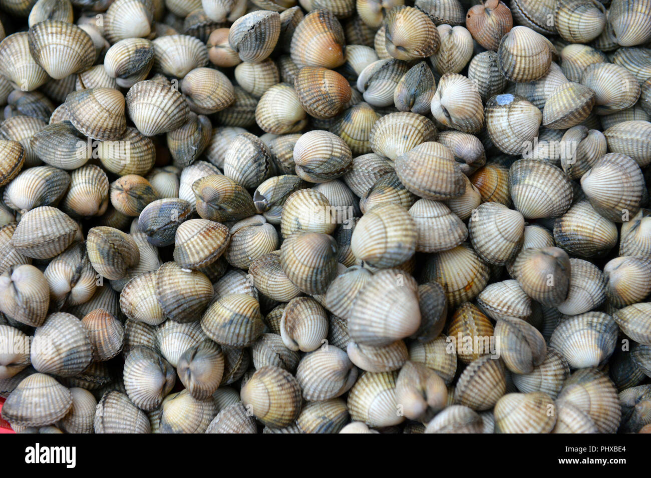 a batch of sea shells ready for food Stock Photo - Alamy