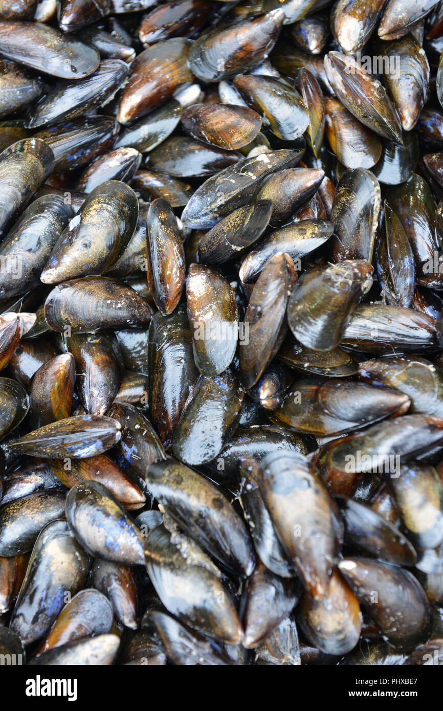mussels in the store on display Stock Photo - Alamy