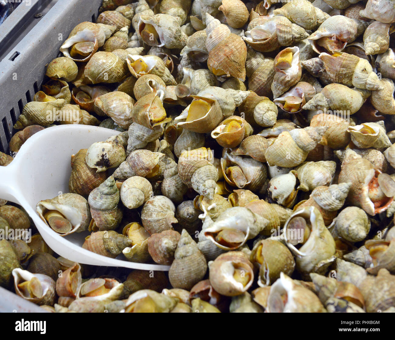 Gratin container hi-res stock photography and images - Alamy