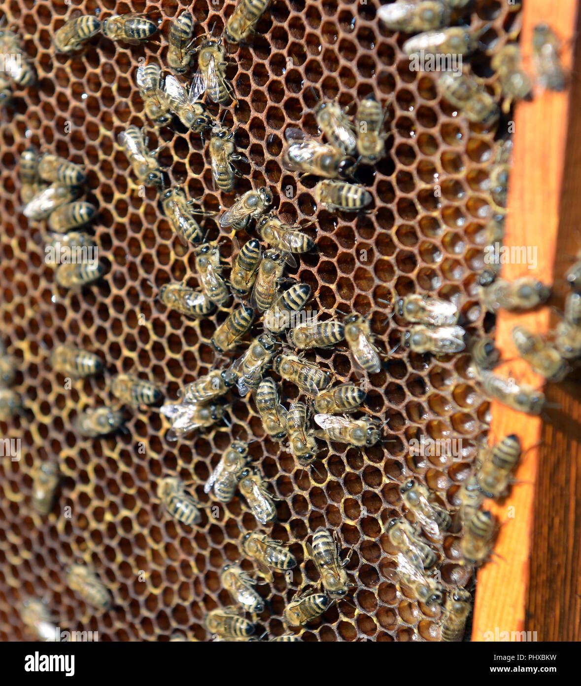 bees on honeycomb with honey Stock Photo - Alamy