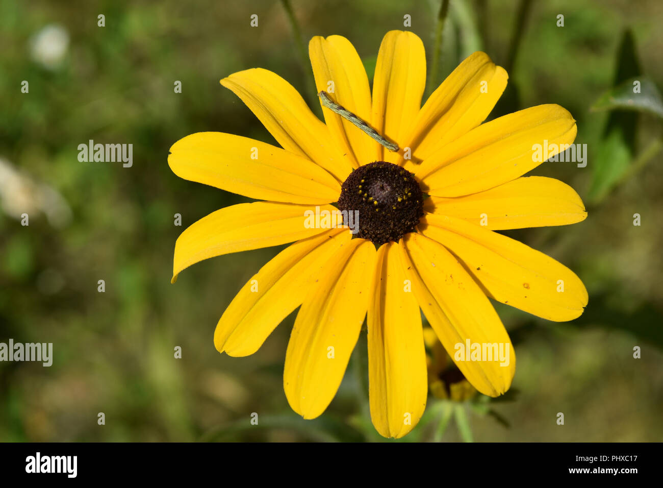 Black eyed Susan flower with an inch worm crawling on it's petals Stock ...