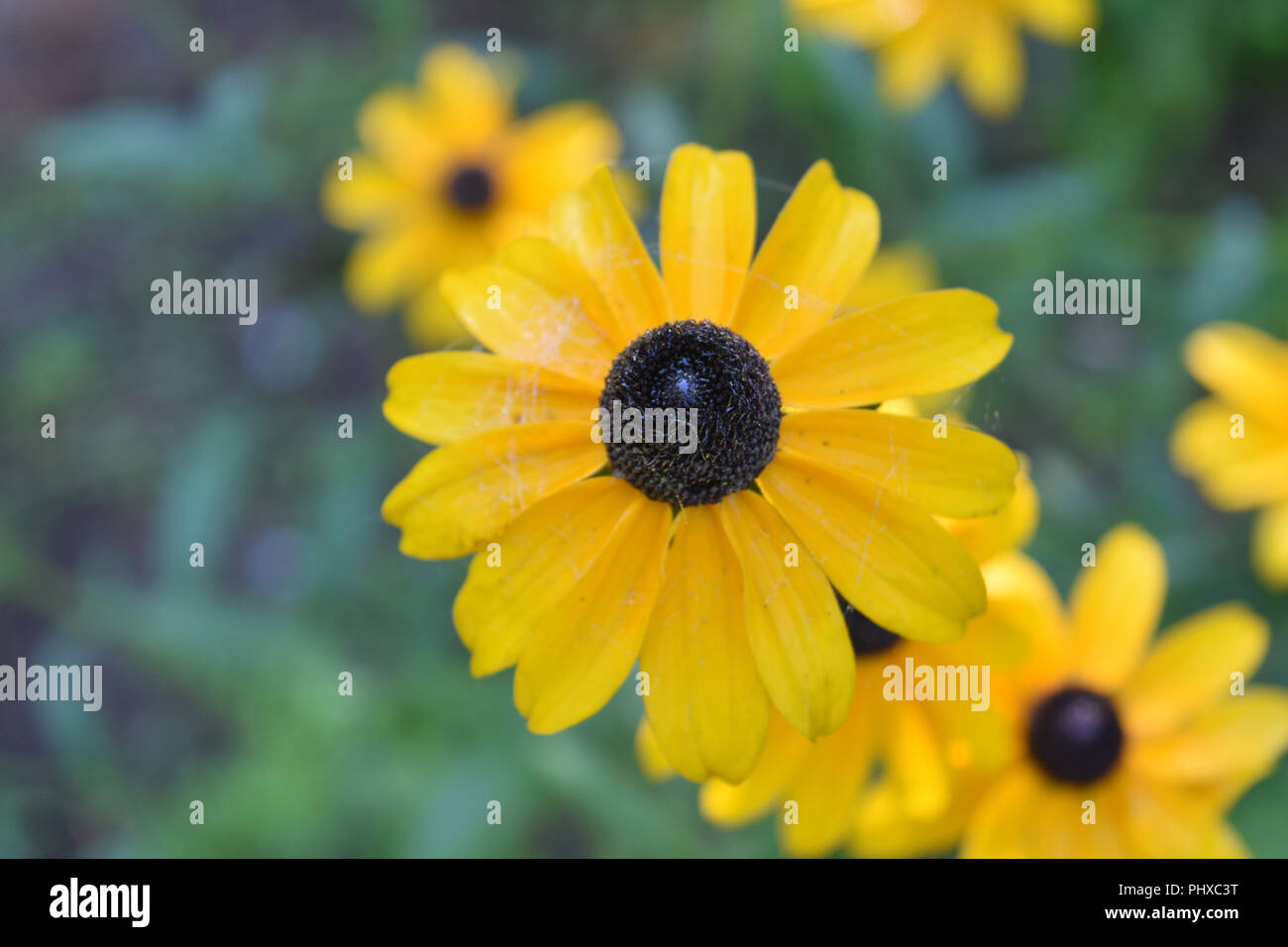 Summer day with stunning black eyed Susans in bloom Stock Photo - Alamy