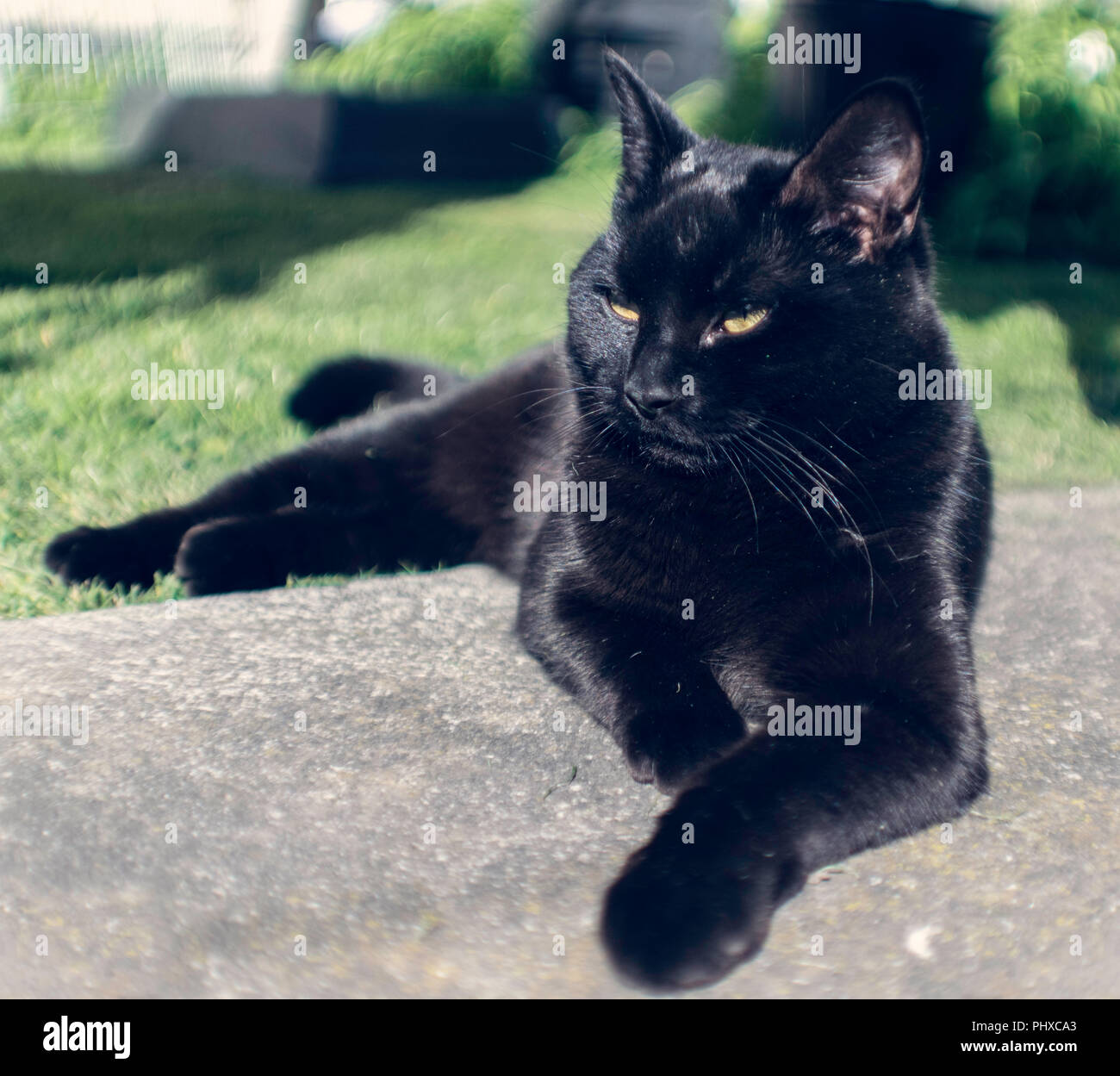 Black cat laying in the sun outside with a blurred background Stock ...