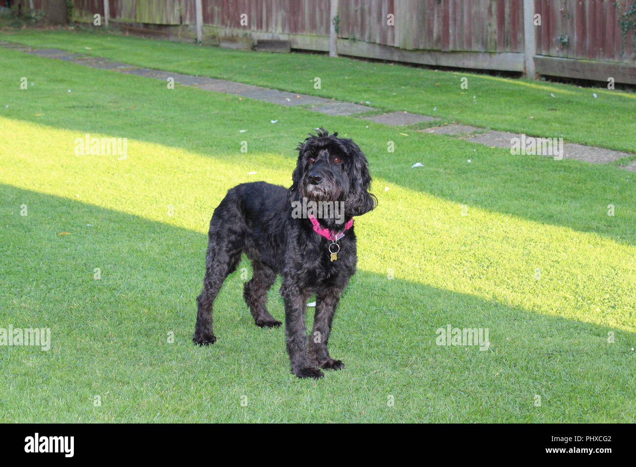 Puppy isolated cockapoo hi-res stock photography and images - Alamy