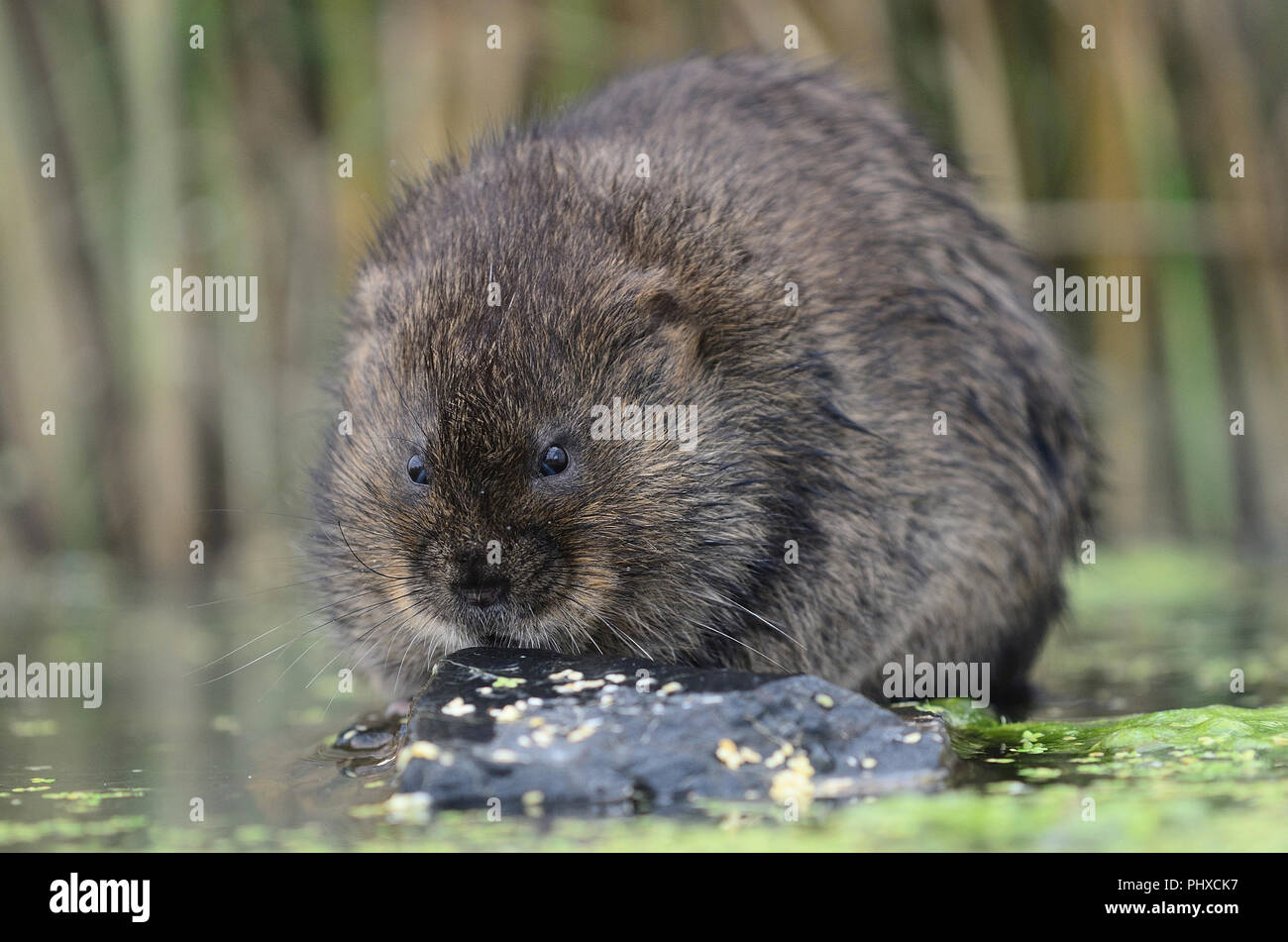 Water vole photo hi-res stock photography and images - Alamy