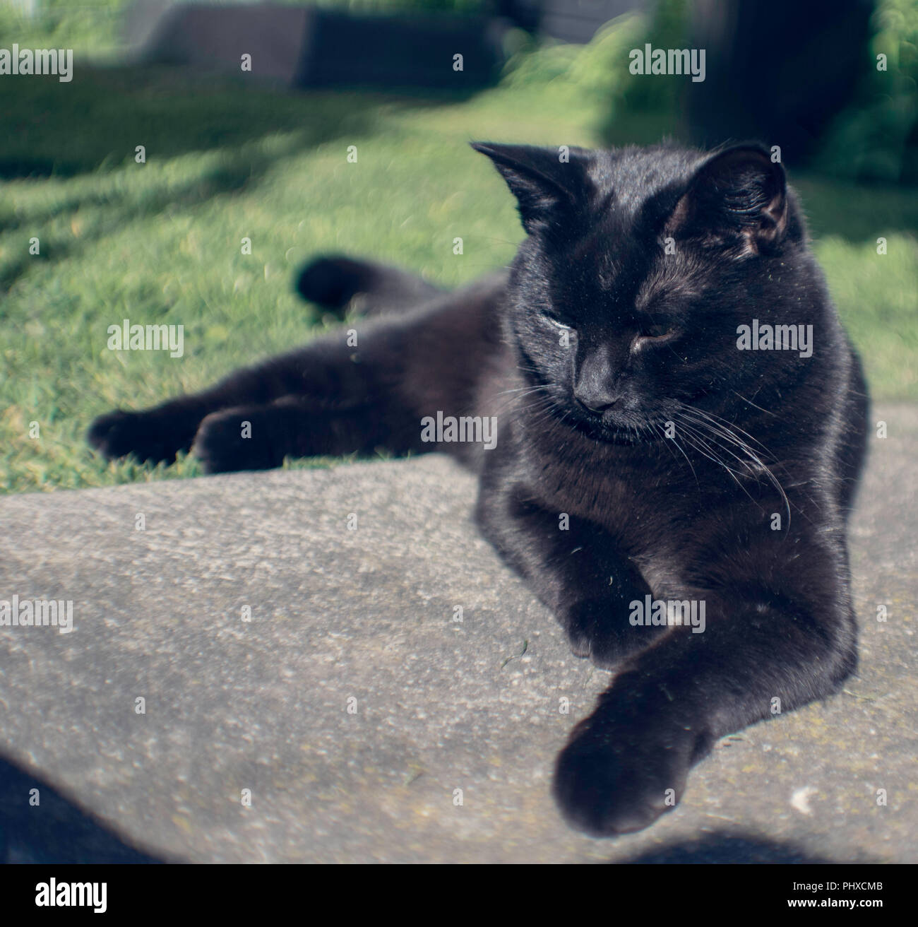 Black cat laying in the sun outside with a blurred background Stock ...