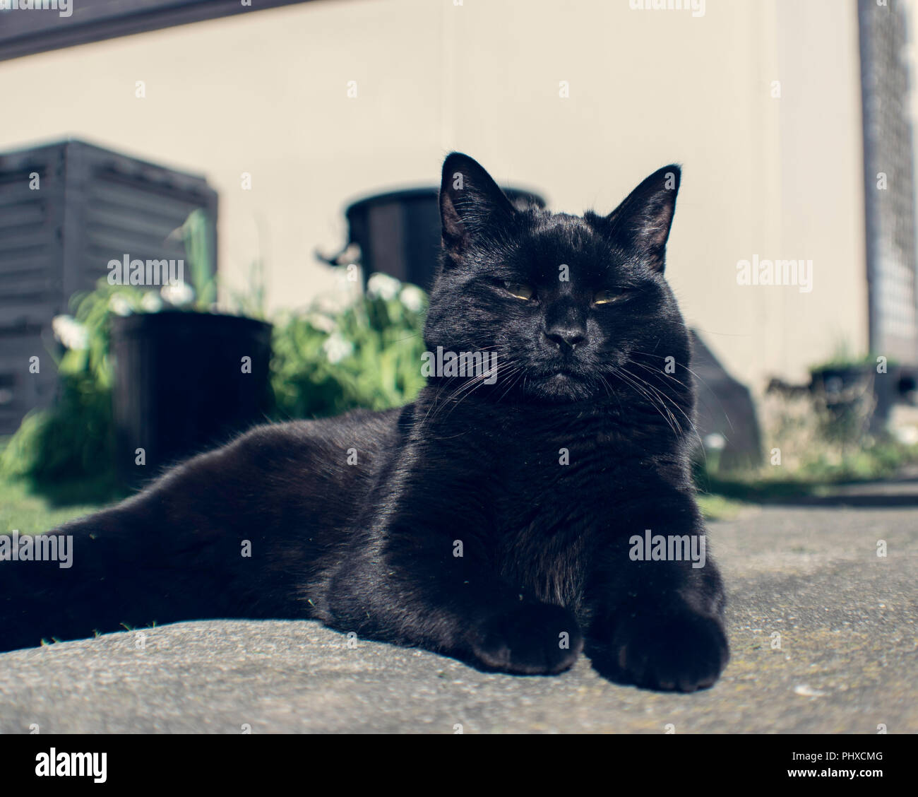 Black cat laying in the sun outside with a blurred background Stock ...