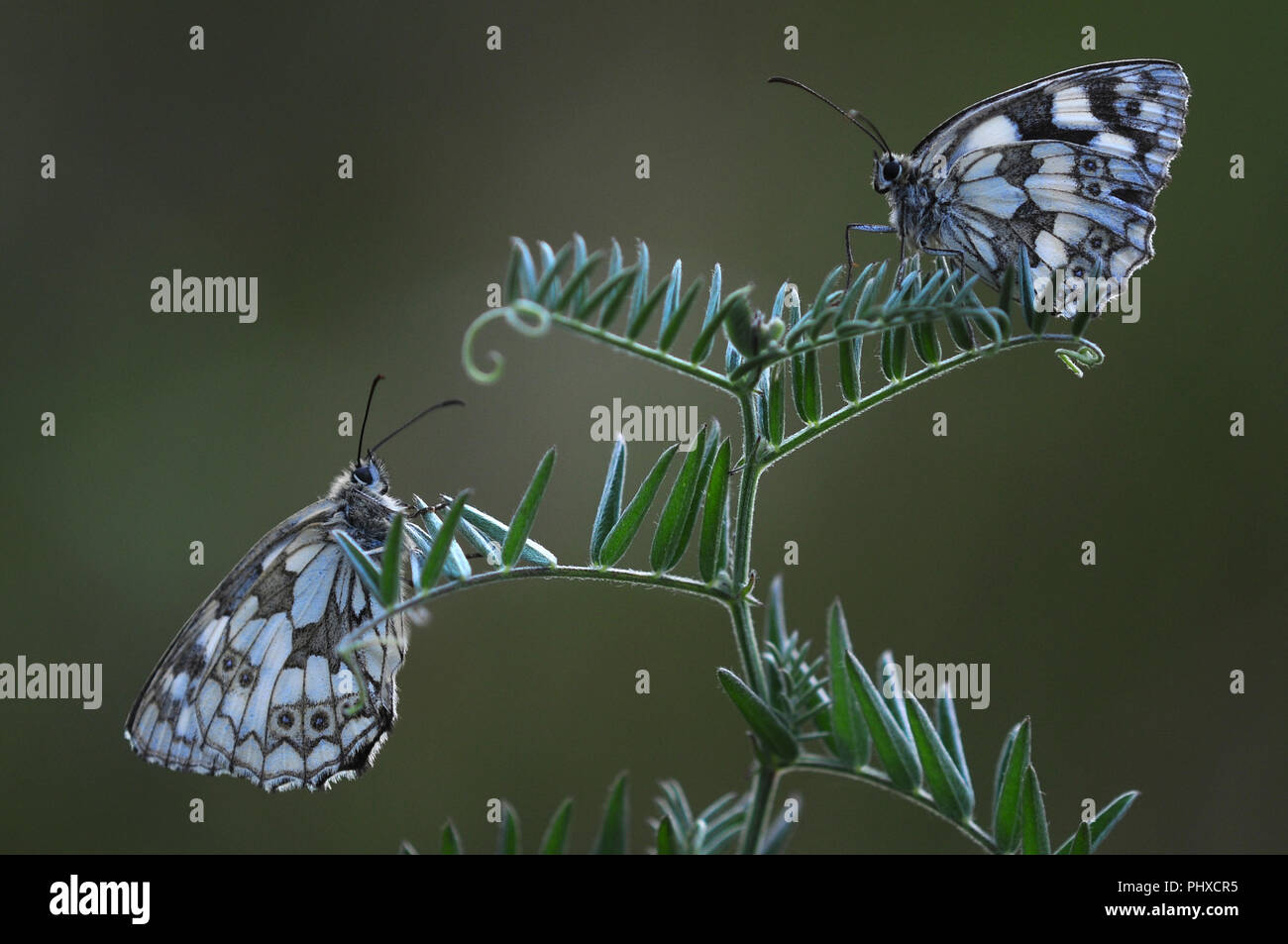 Marbled whites hi-res stock photography and images - Alamy