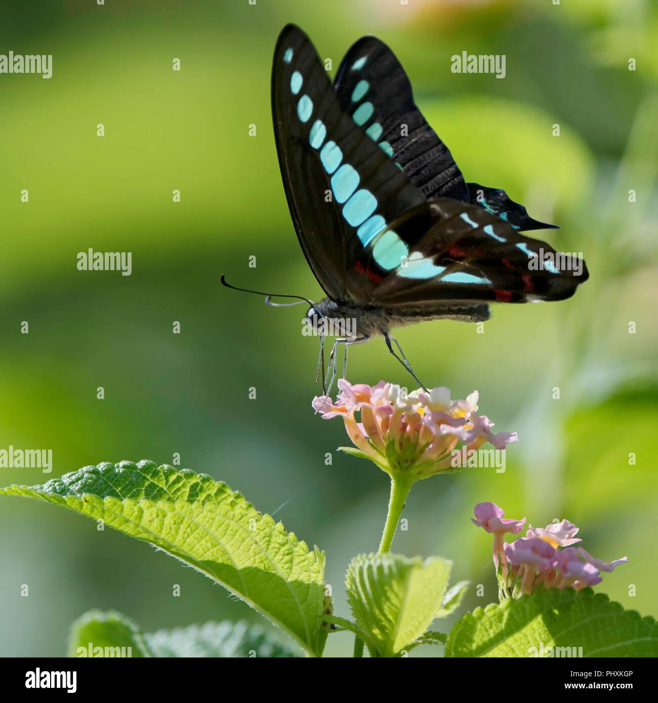 Fuzhou, China's Fujian Province. 2nd Sep, 2018. A butterfly lands on a ...