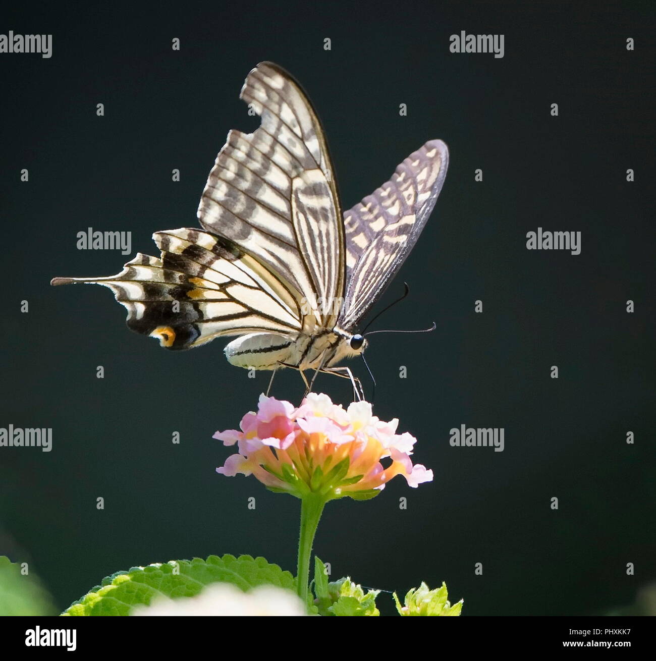 Fuzhou, China's Fujian Province. 2nd Sep, 2018. A butterfly lands on a ...