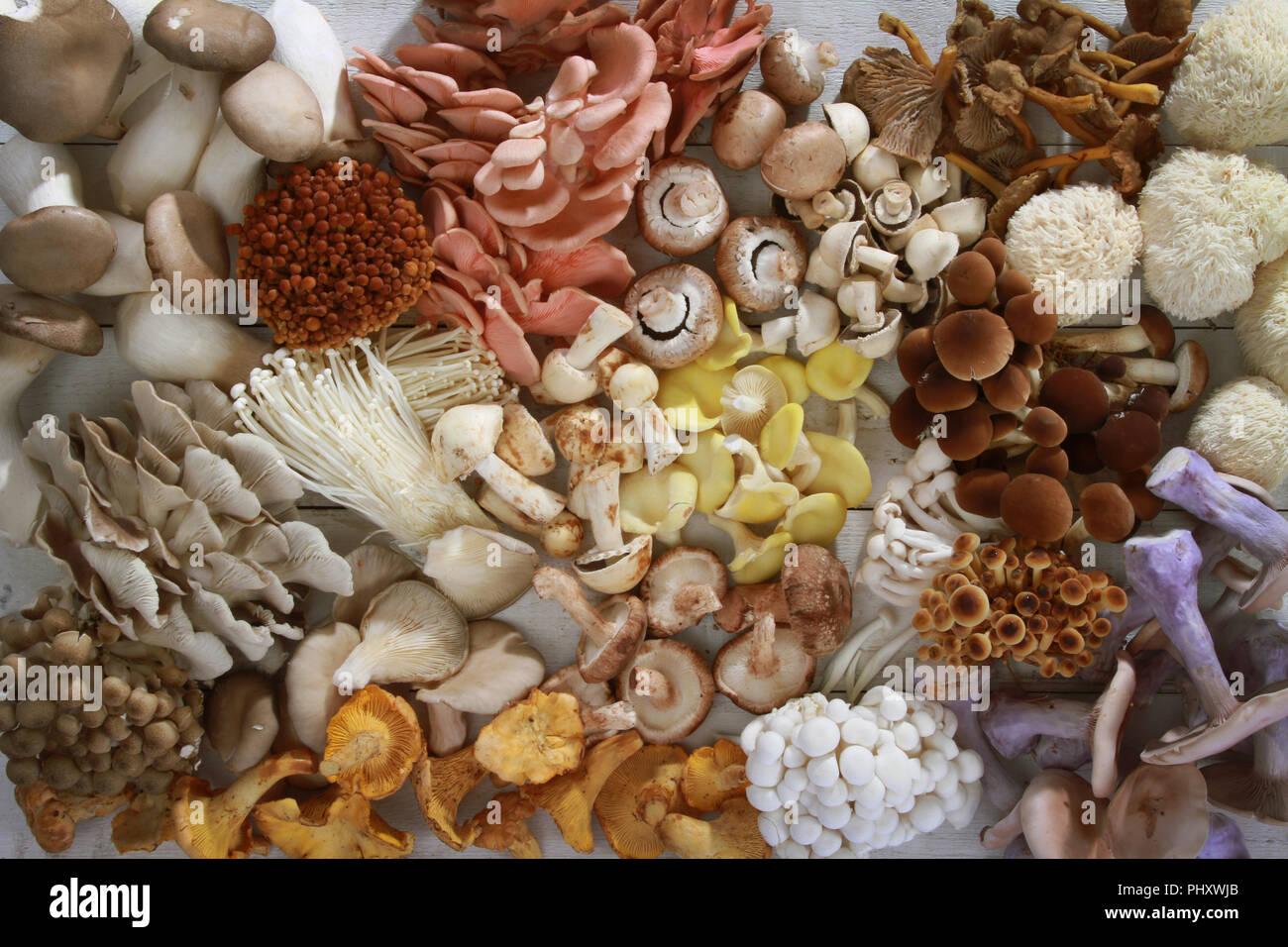 a selection of fresh uncooked exotic mushroom varieties Stock Photo - Alamy