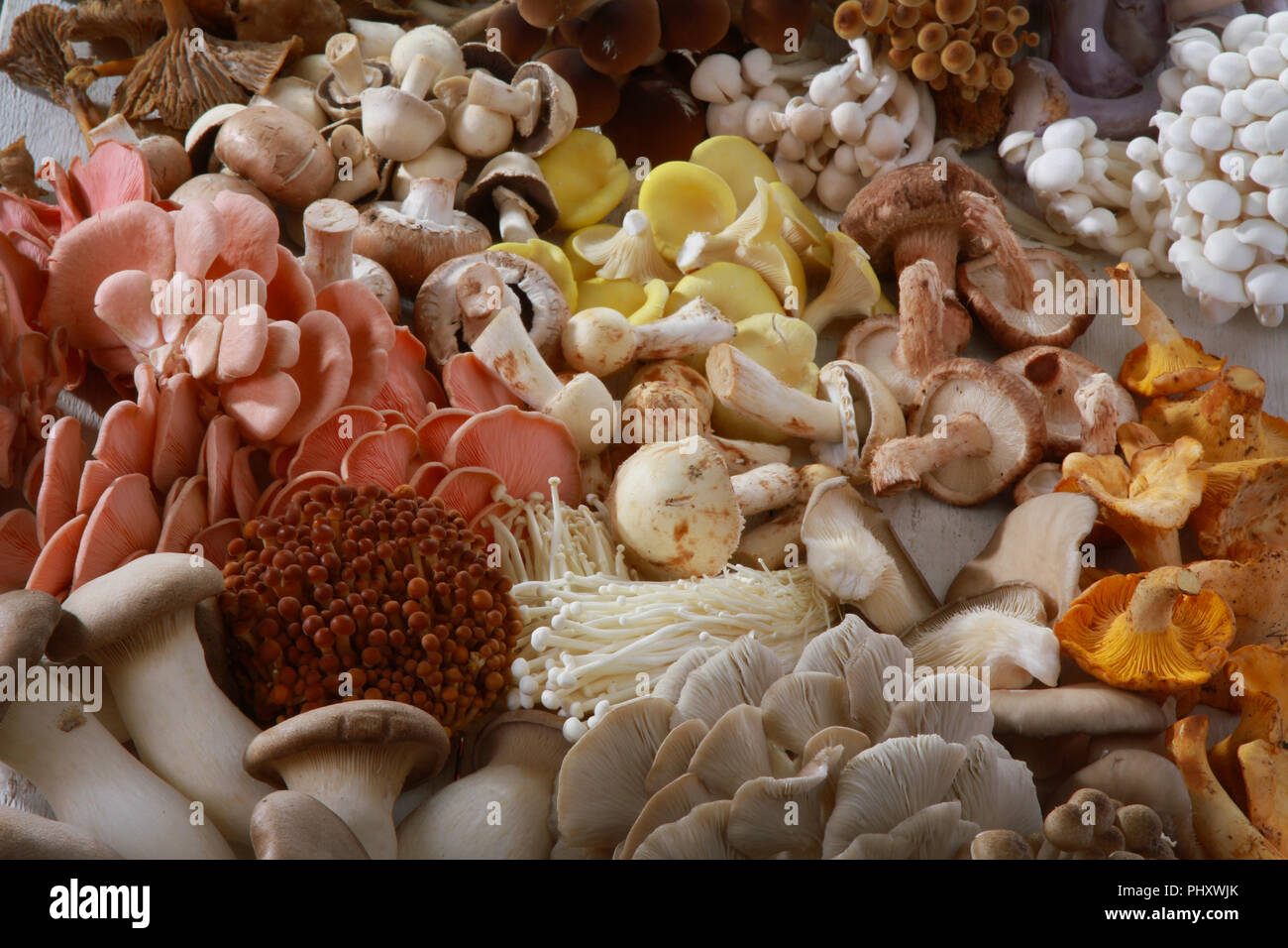 a selection of fresh uncooked exotic mushroom varieties Stock Photo - Alamy