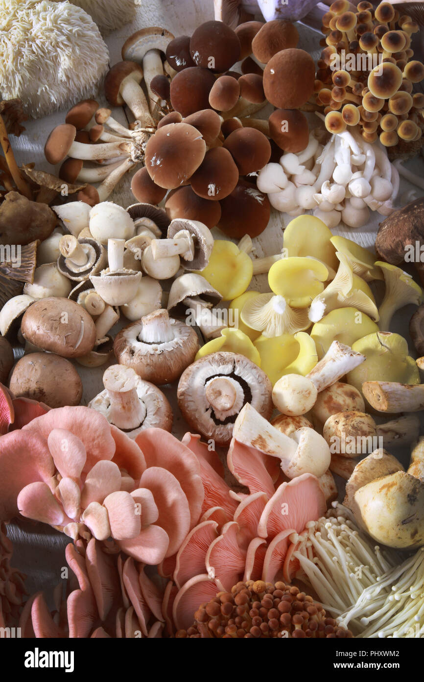 a selection of fresh uncooked exotic mushroom varieties Stock Photo - Alamy