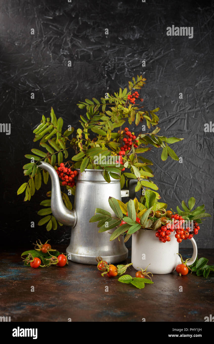 Rowan and dog rose leaves hi-res stock photography and images - Alamy