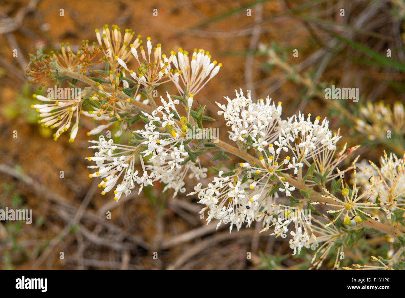 Hakea australian native flora hi-res stock photography and images - Alamy