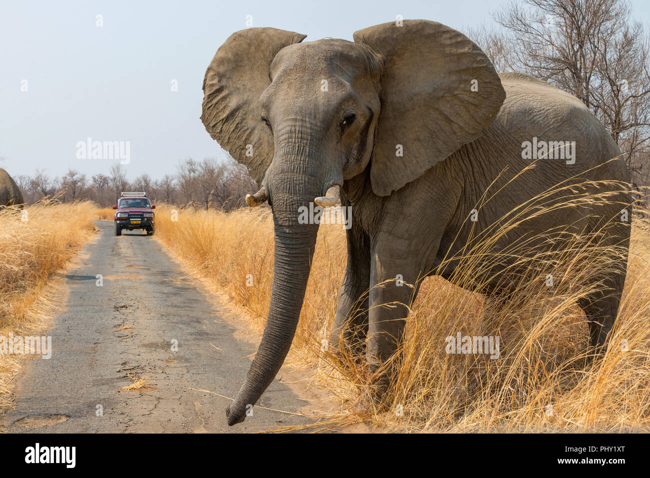 Safari vehicle in front elephant hi-res stock photography and images ...