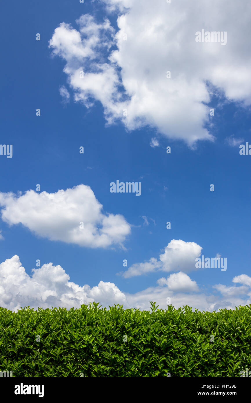 Trim evergreen hedge hi-res stock photography and images - Alamy