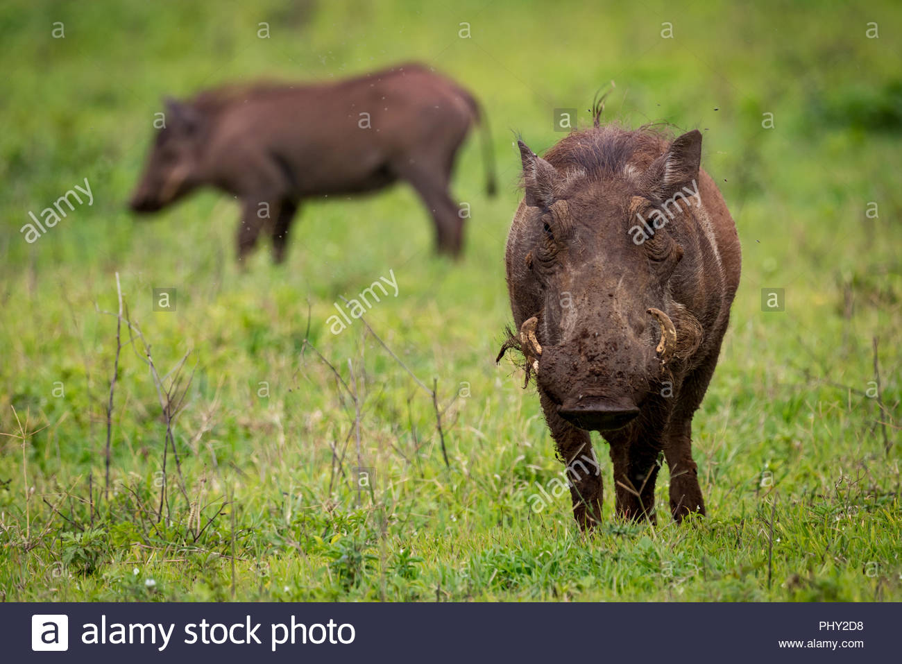 Warthog Head Stock Photos & Warthog Head Stock Images - Alamy