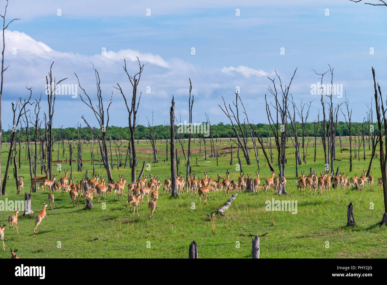 A large herd of Impala seen in Zimbabwe's Matusadona National Park ...