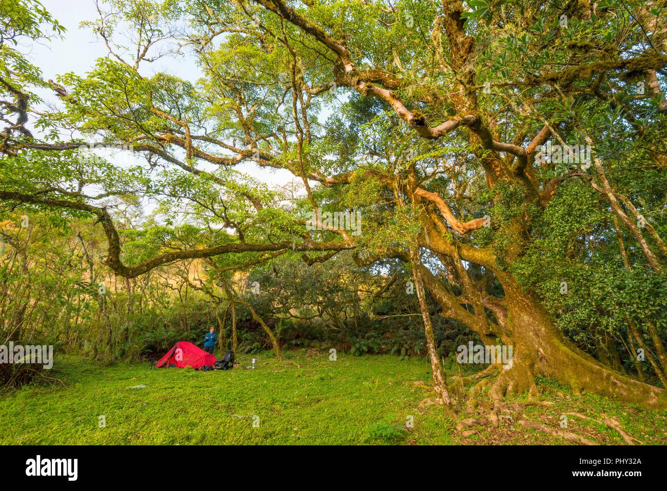 Zimbabwe eastern highlands forest hi-res stock photography and images ...