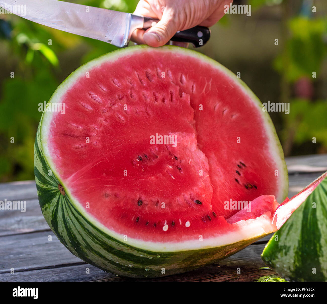 human hand with a knife cuts in half a ripe large watermelon, close up ...