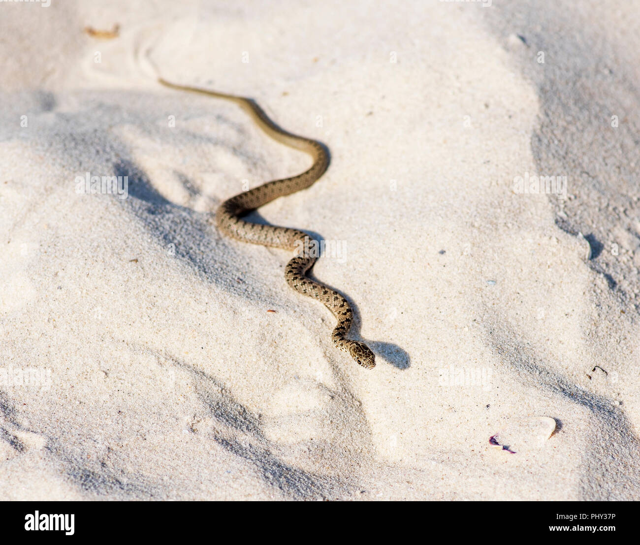 small water snake adder crawling on the sand by the sea, the village of ...