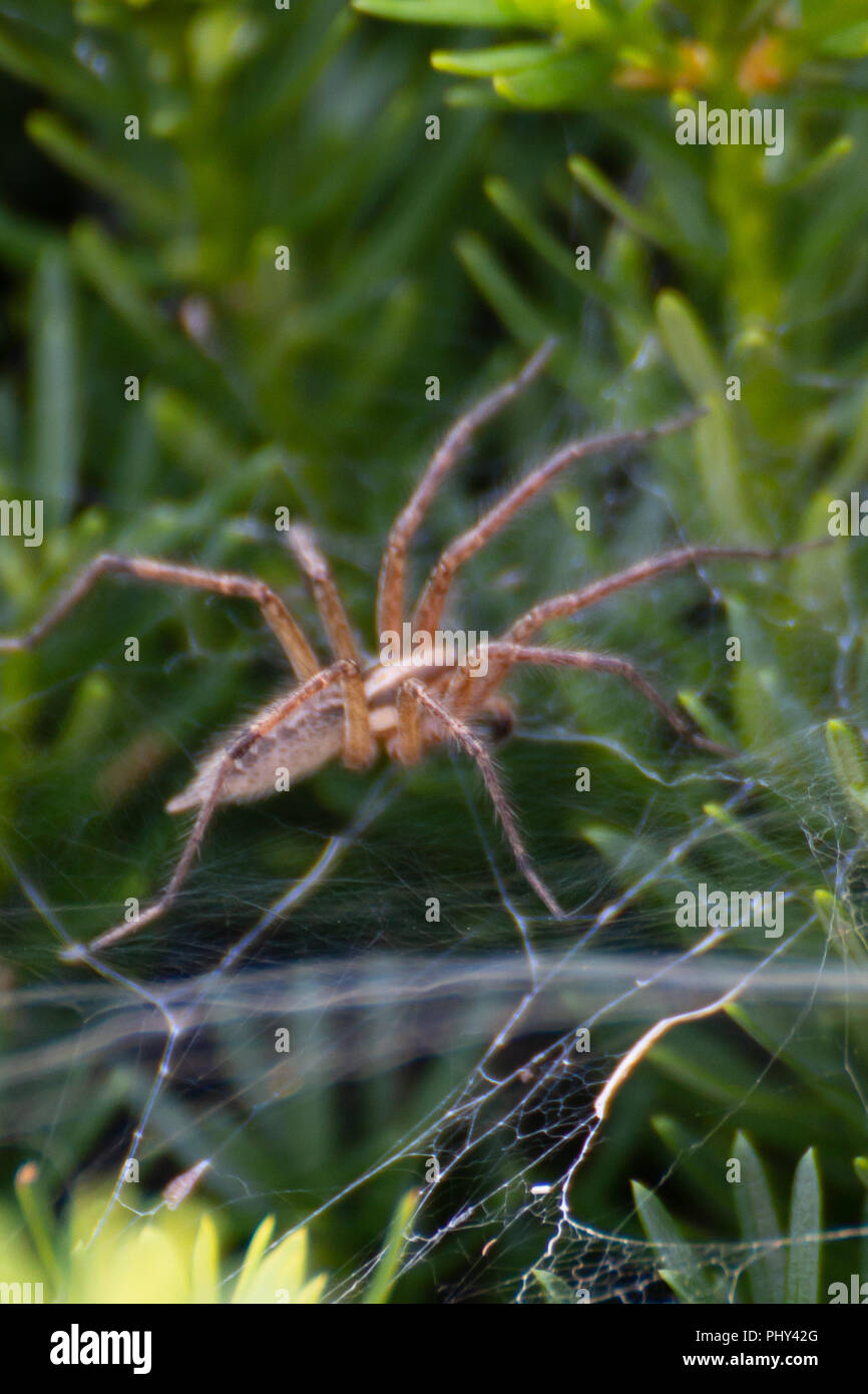 a spider makes his home in a bush Stock Photo - Alamy