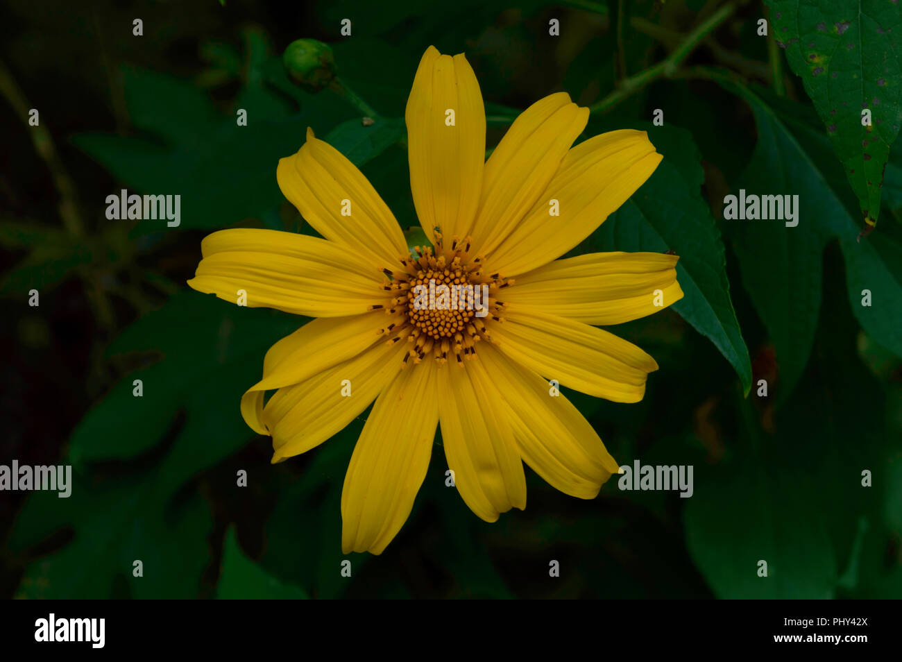 Micro of flower hi-res stock photography and images - Alamy