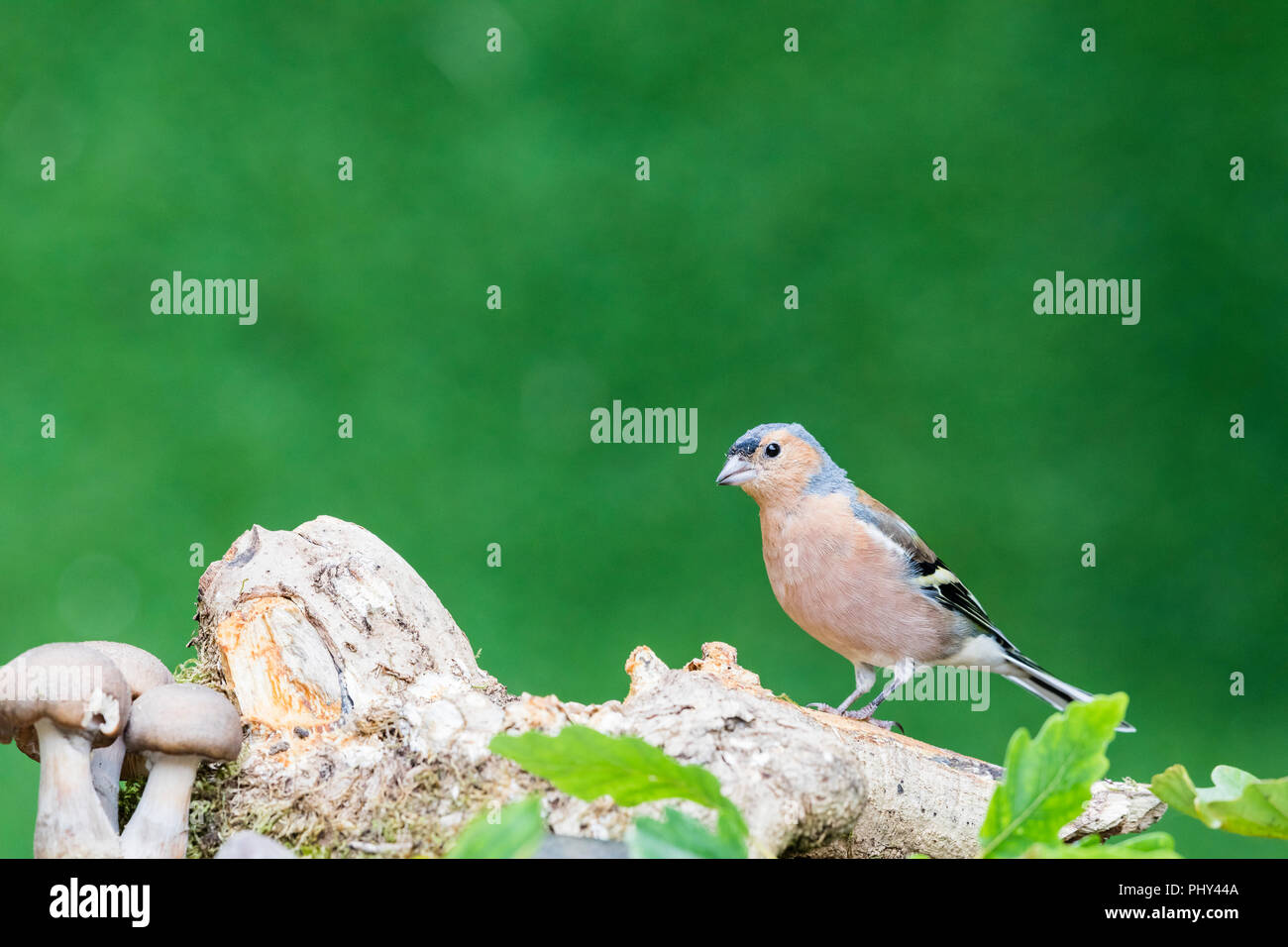 Chaffinch foraging near a garden pool in mid Wales in late summer/early ...