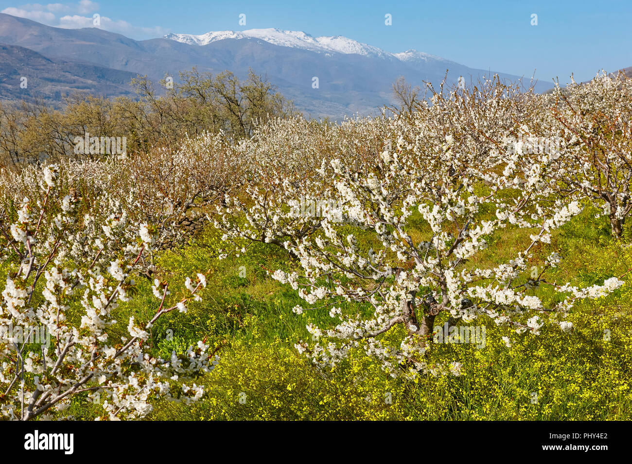 Cherry blossom in Jerte Valley, Caceres. Spring in Spain. Seasonal ...