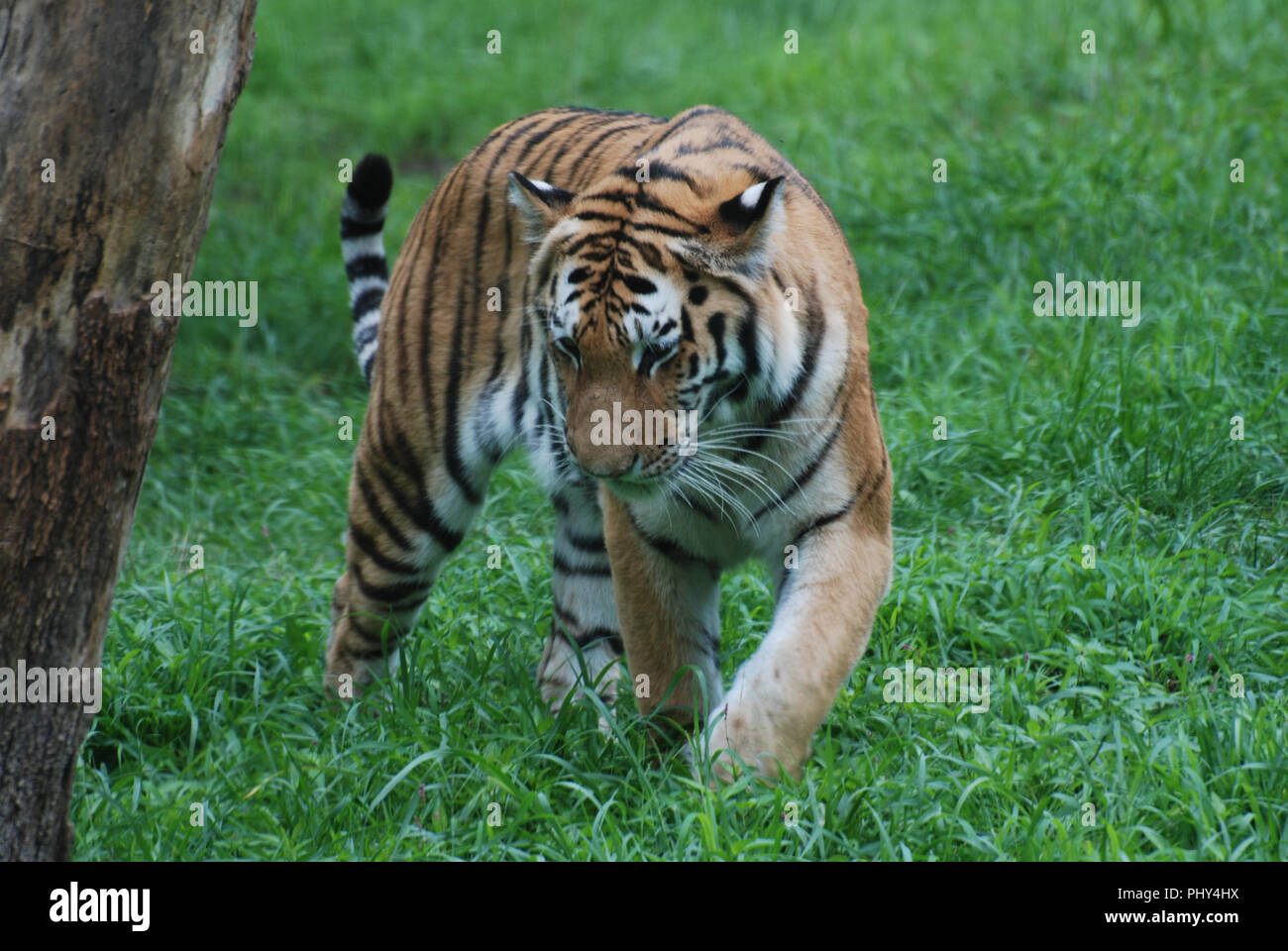Tiger walking through long grass in a field Stock Photo - Alamy