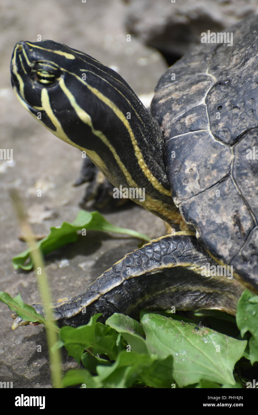 Turtle with a striped face and neck Stock Photo - Alamy