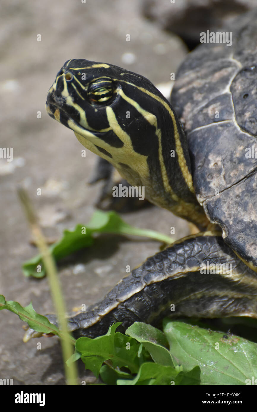 Black and yellow turtle with his head hanging out of his shell Stock ...