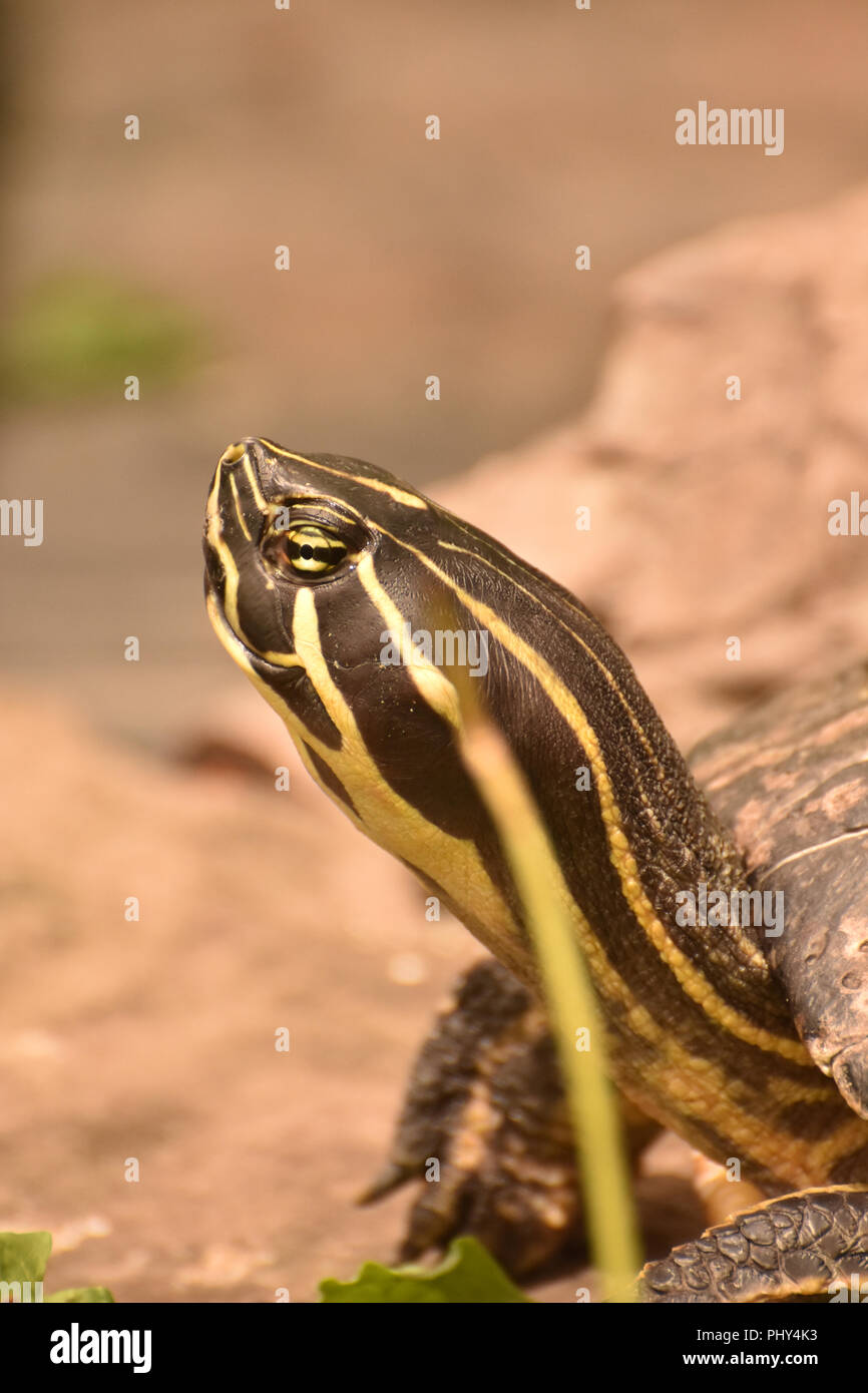 Up close look at the face of a turtle Stock Photo - Alamy