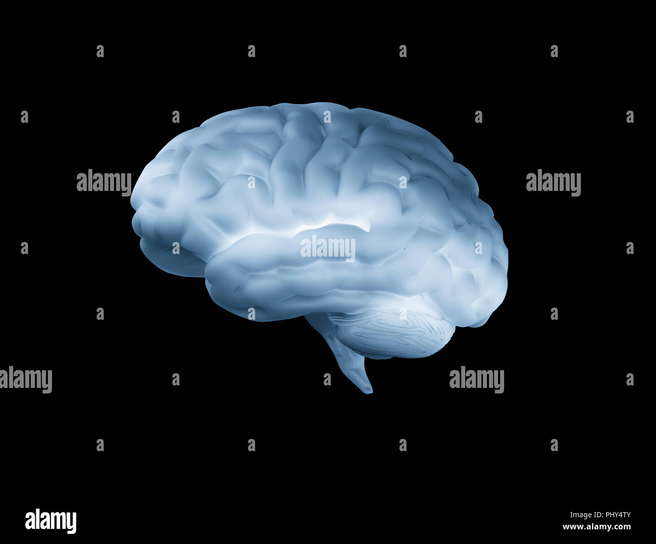 Human brain cut out hi-res stock photography and images - Alamy