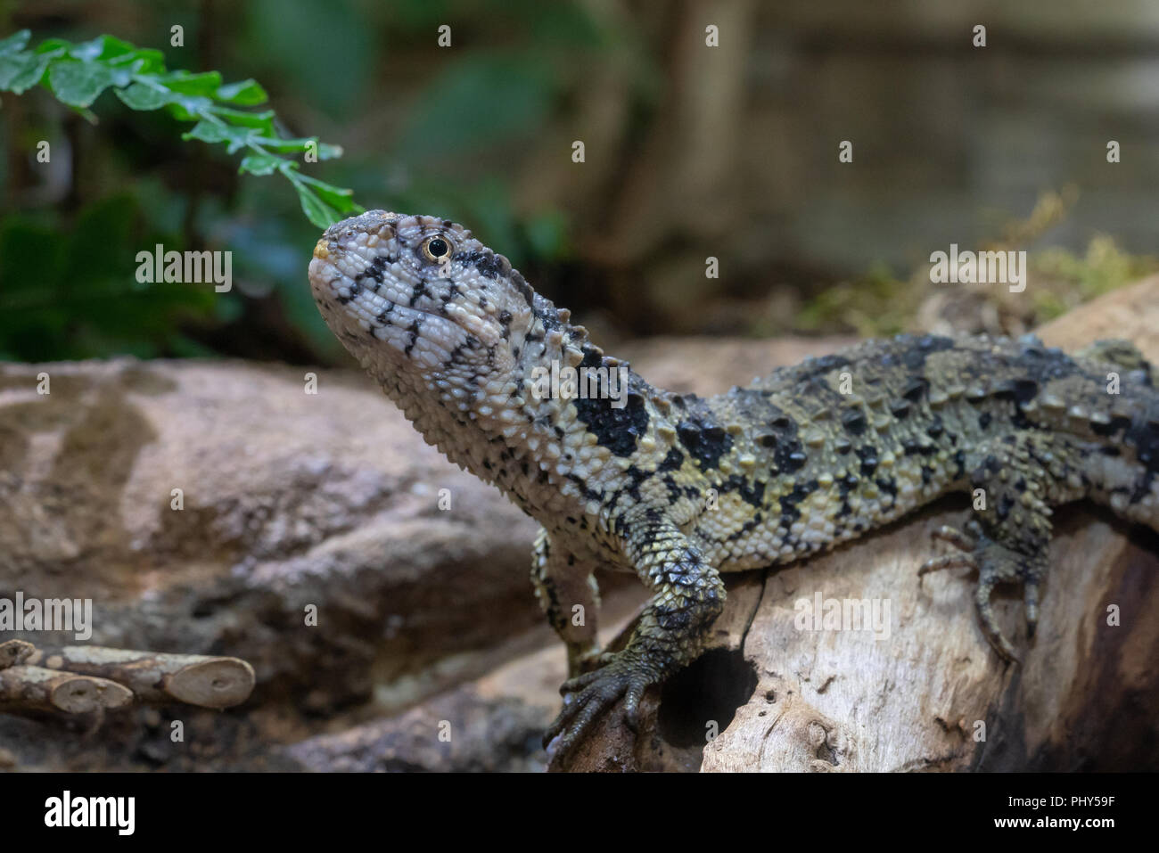 Chinese Crocodile Lizard (Shinisaurus crocodilurus Stock Photo - Alamy