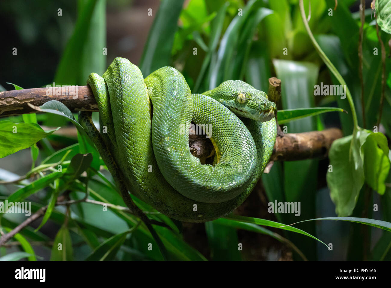 Green Tree Python (Morelia viridis Stock Photo - Alamy