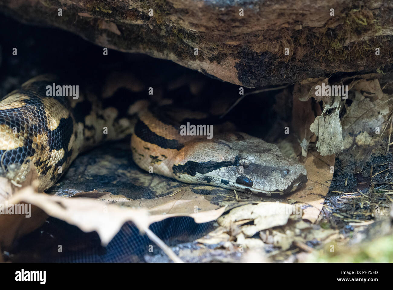 Madagascar Ground Boa (Acrantophis madagascariensis Stock Photo - Alamy