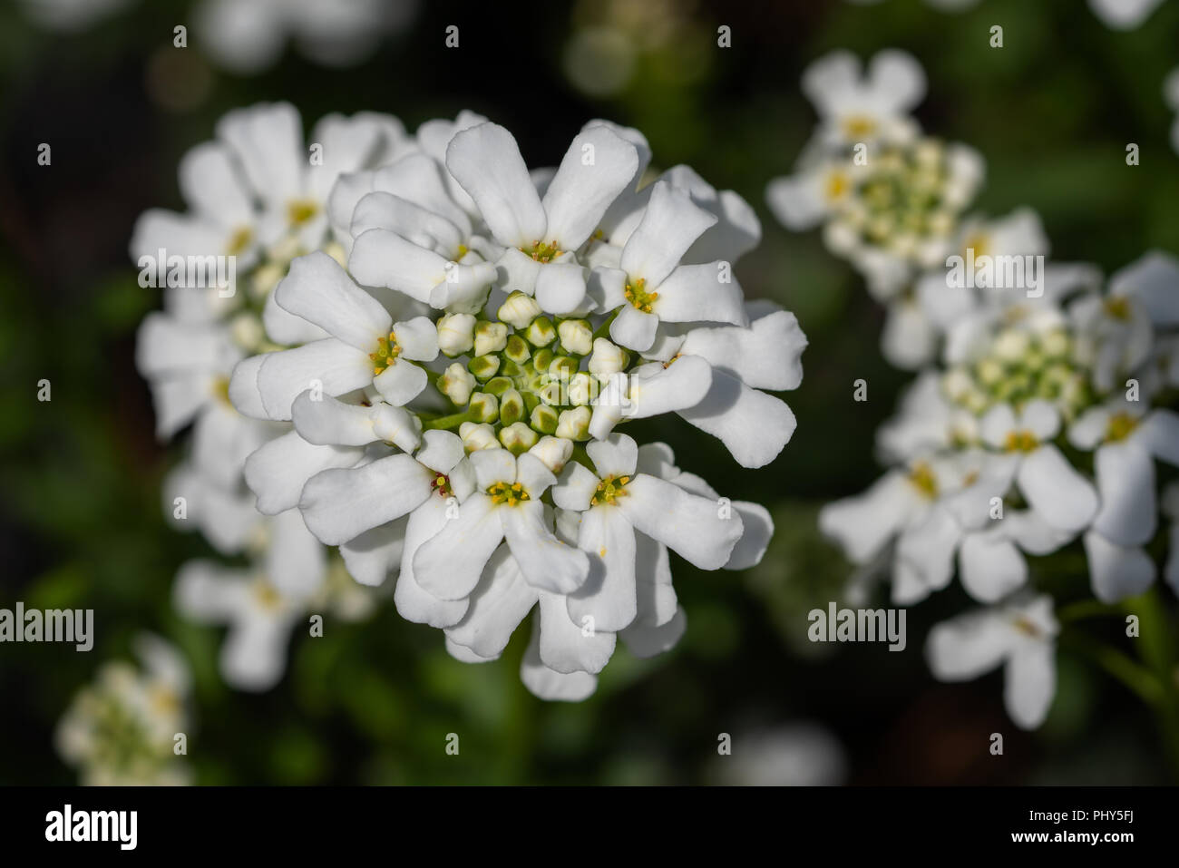 Evergreen Candytuft (Iberis sempervirens), blossoms of springtime Stock ...