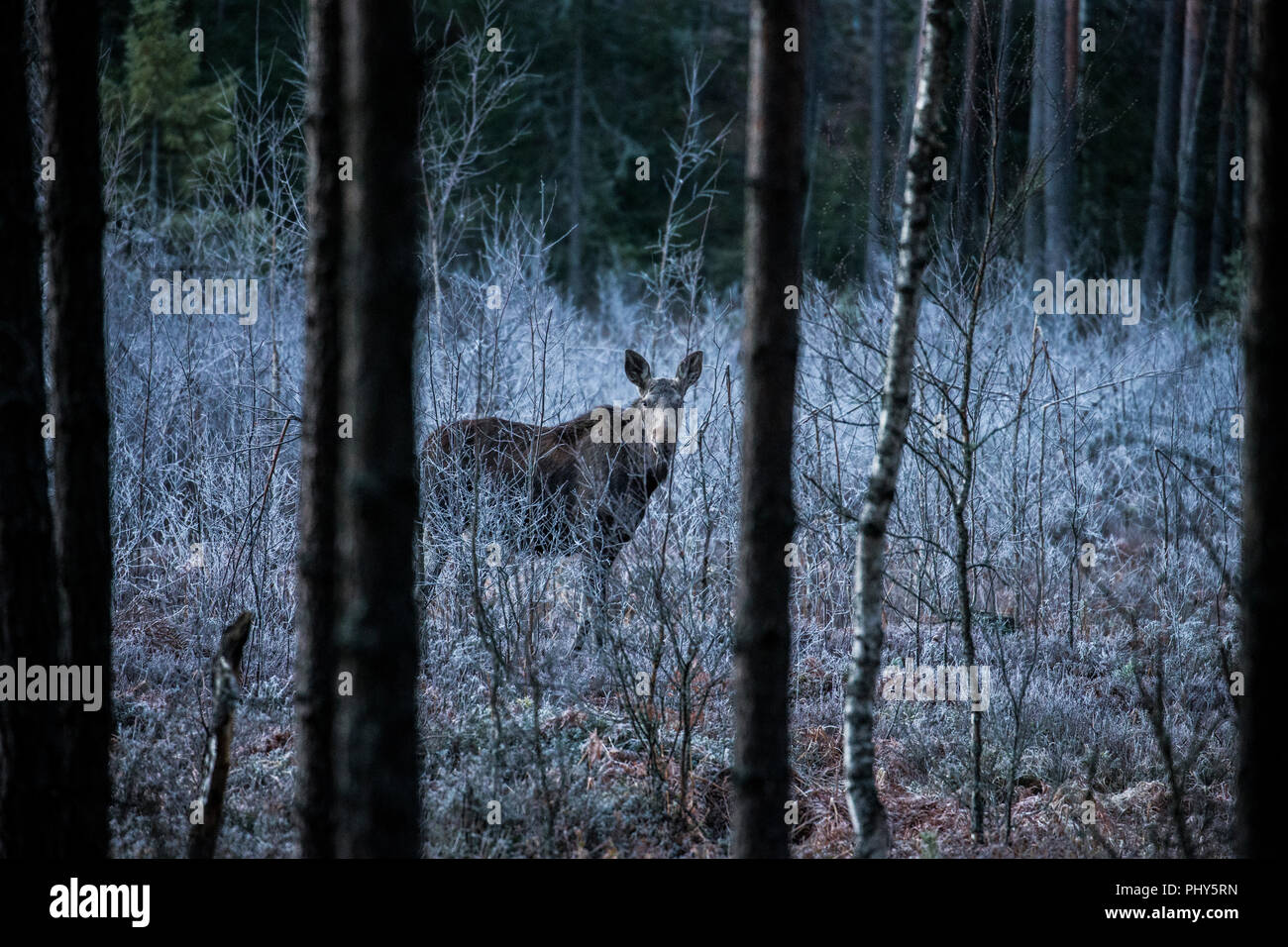 Wild Canadian Bull Moose with Antlers on a parkway roadside in the Snow ...