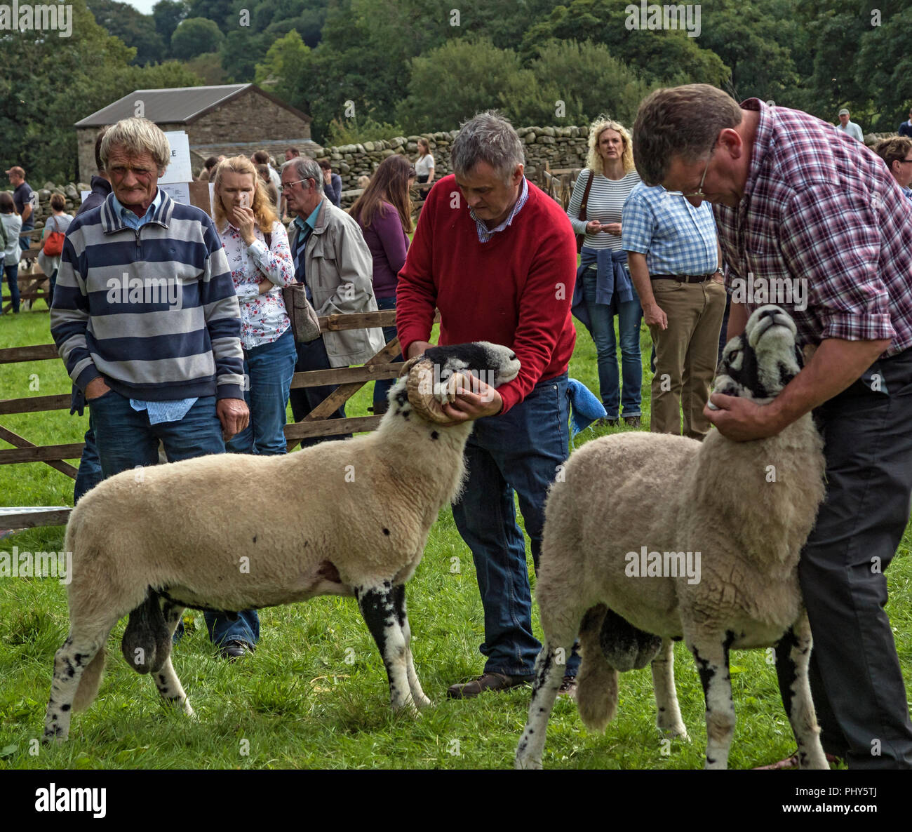 Show sheep hi-res stock photography and images - Alamy