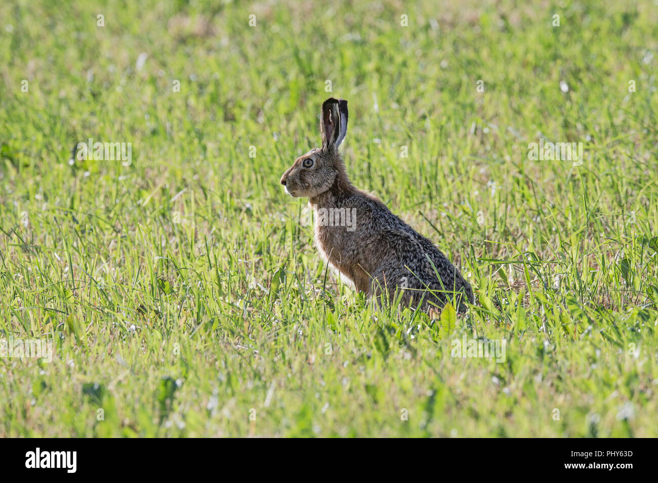 gray silhouette hare sitting on a clearing of green grass Stock Photo ...