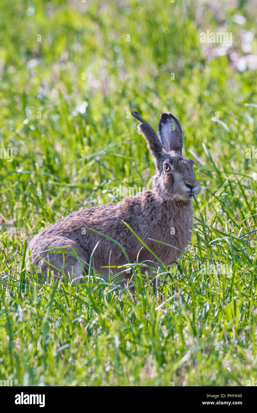 wildlife gray hare sitting on a clearing of green grass Stock Photo - Alamy