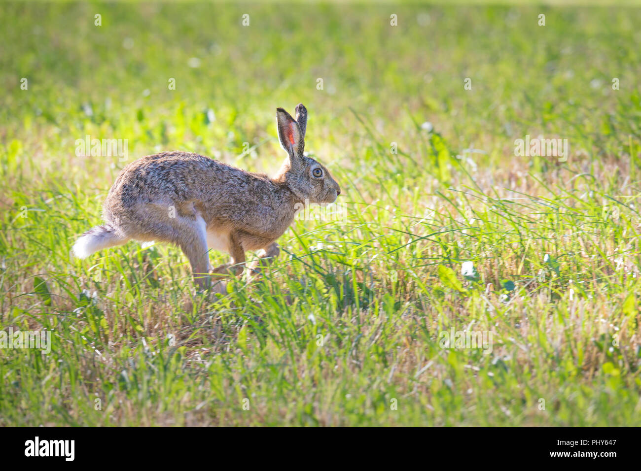 gray hare running on a clearing of green grass Stock Photo - Alamy