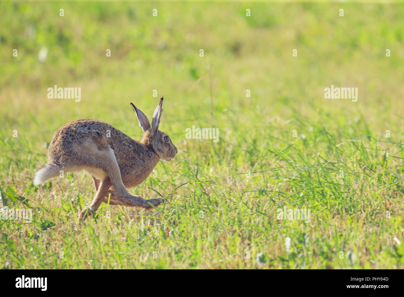 gray hare jumping on a clearing of green grass Stock Photo - Alamy