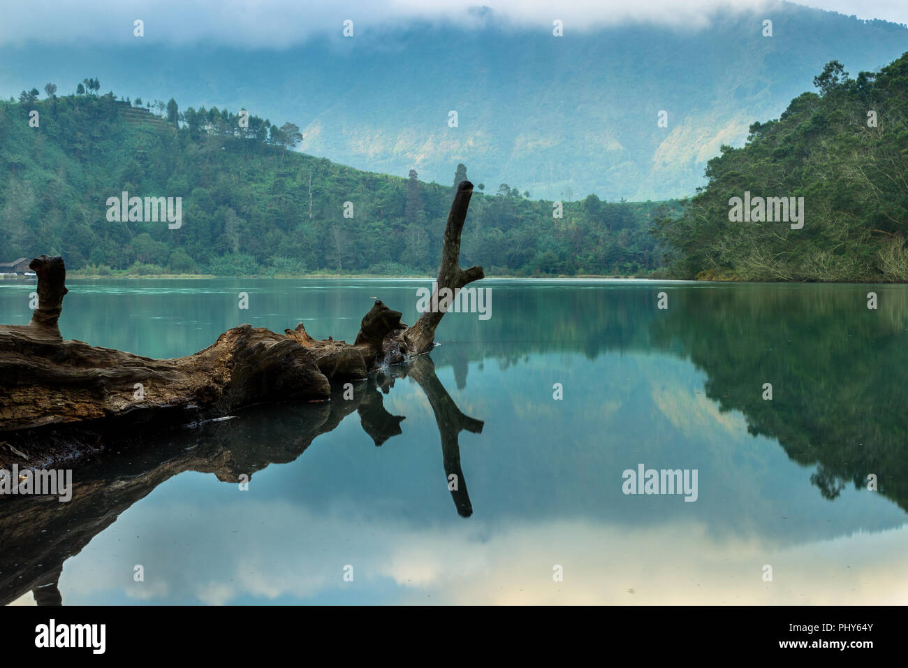 Tree surrounded by water hi-res stock photography and images - Alamy