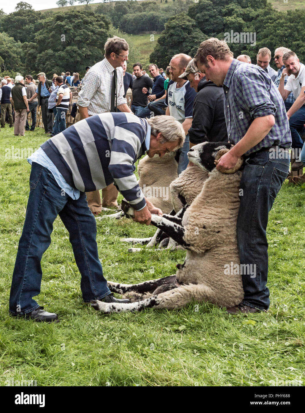 Show sheep hi-res stock photography and images - Alamy