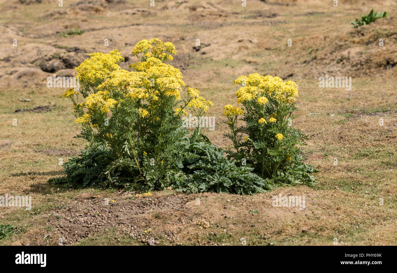 Common ragwort hi-res stock photography and images - Alamy