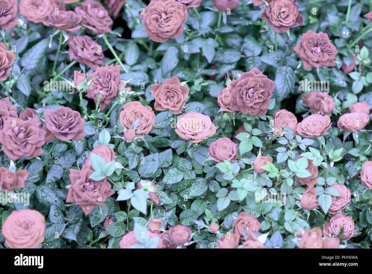 Natural pink roses. Romantic flowers. Beautiful seasonal floral pattern ...