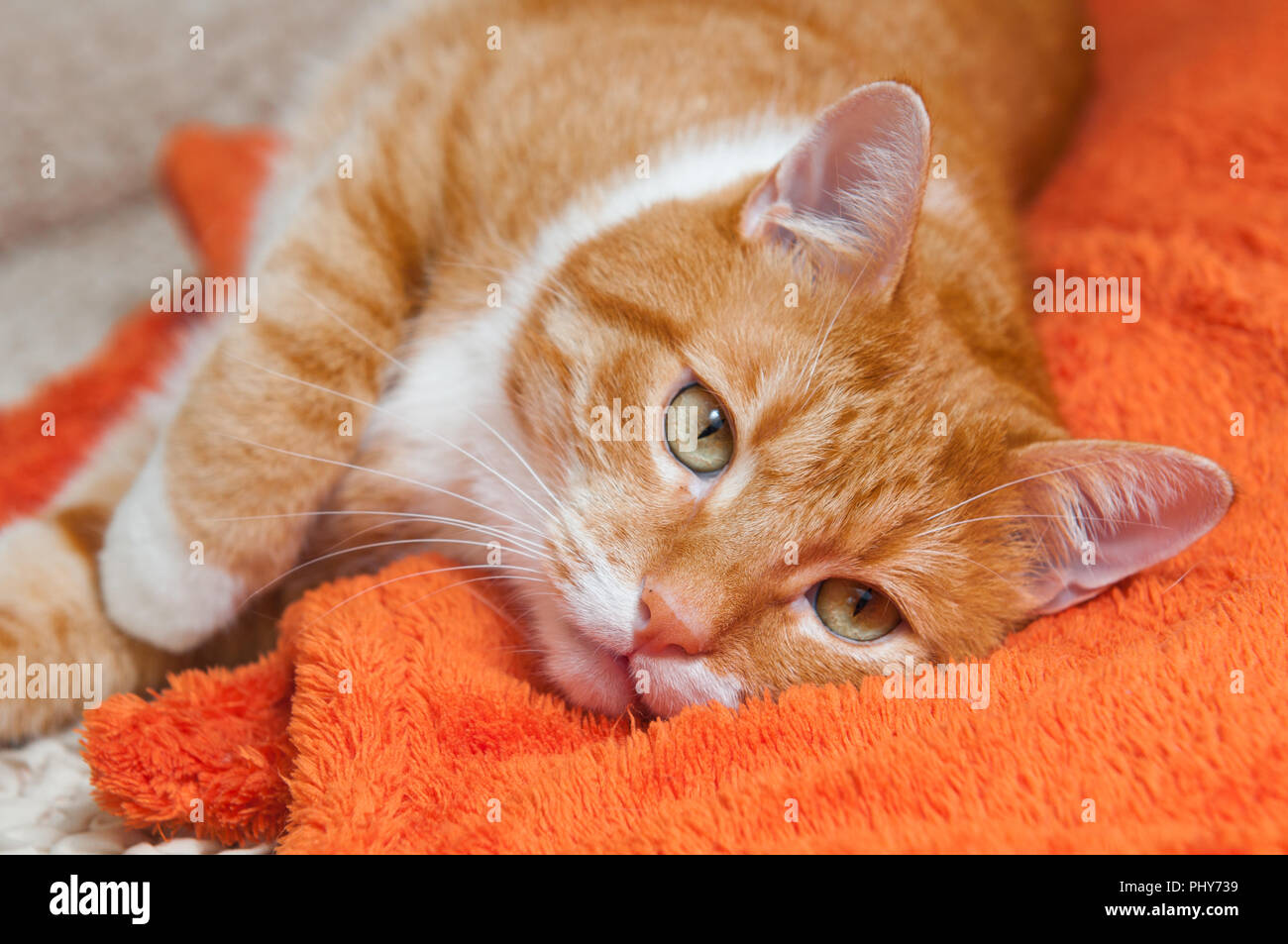 Cat bed ill hi-res stock photography and images - Alamy